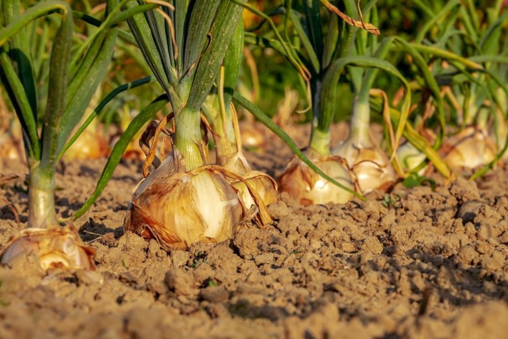 Kompletní průvodce pěstováním zahradní cibule | adbz.cz