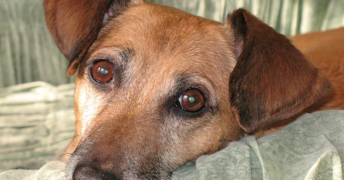 Který druh nejlepšího přítele člověka žije nejdéle? | adbz.cz