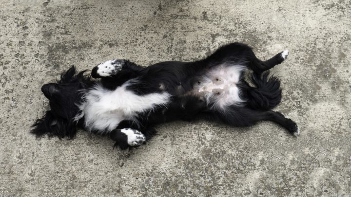Proč psi spí na zádech? Tato poloha má svůj důvod a úzce souvisí s ...
