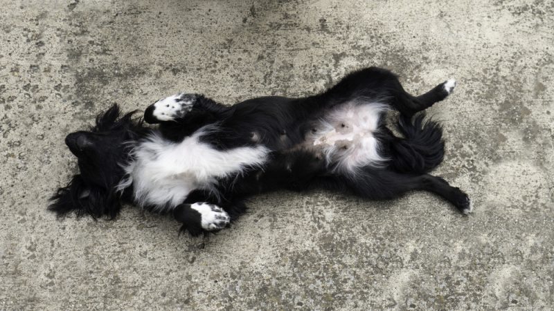 Proč psi spí na zádech? Tato poloha má svůj důvod a úzce souvisí s ...