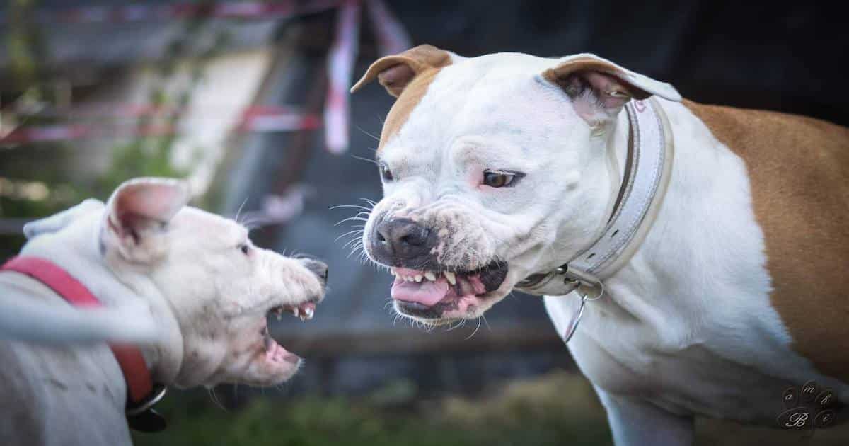 Každý pes může zaútočit, sledujte příznaky i jeho náladu | adbz.cz