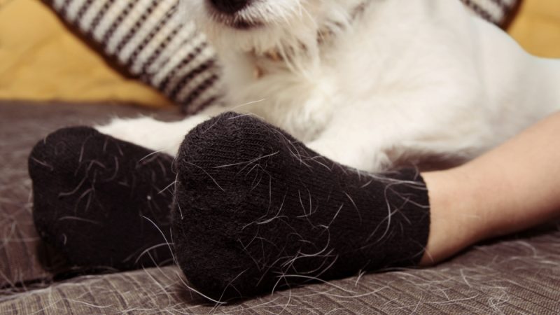 Zbavte domácnost zvířecích chlupů. Domácí vychytávka funguje na 100 %