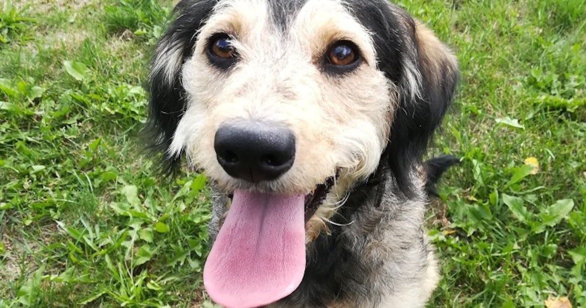 Jak odlišně vidí psi svět, který nás obklopuje? | adbz.cz