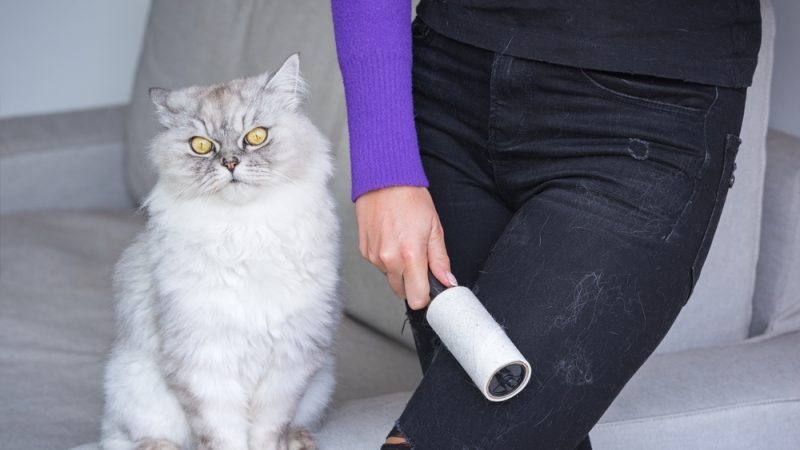 Jak doma efektivně odstranit zvířecí chlupy? | adbz.cz