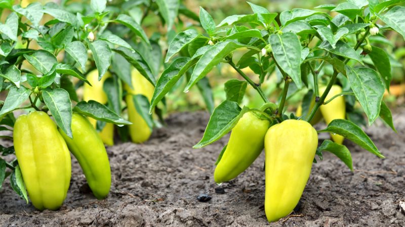 Vysazujete papriky na jednu sezonu? Mohou plodit roky | adbz.cz