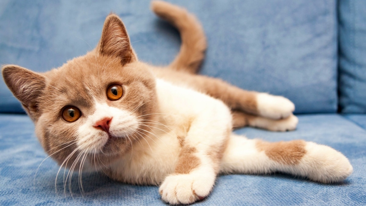 Kočky nemají vousy na parádu. Rozhodně je nestříhejte | adbz.cz