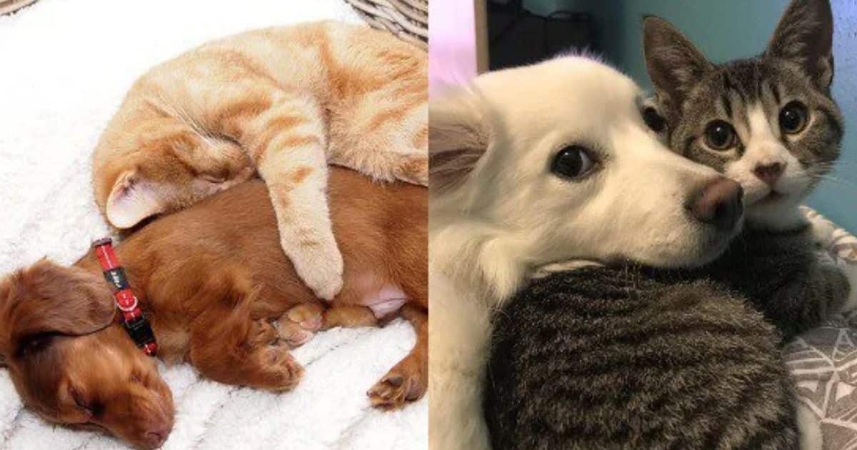 7 psích plemen, která si rozumí s kočkami | adbz.cz