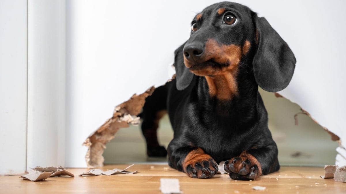 Psí plemena, které je nemožné vychovat. Většina lidí to před koupí neví