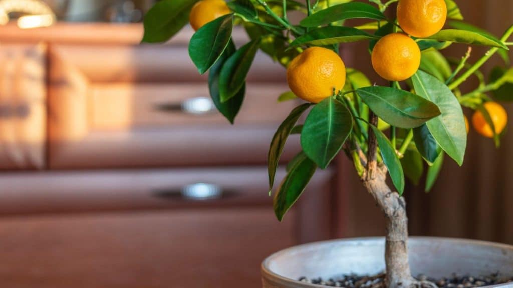 Jak si doma vypěstovat mandarinky: Nekonečná úroda na dosah