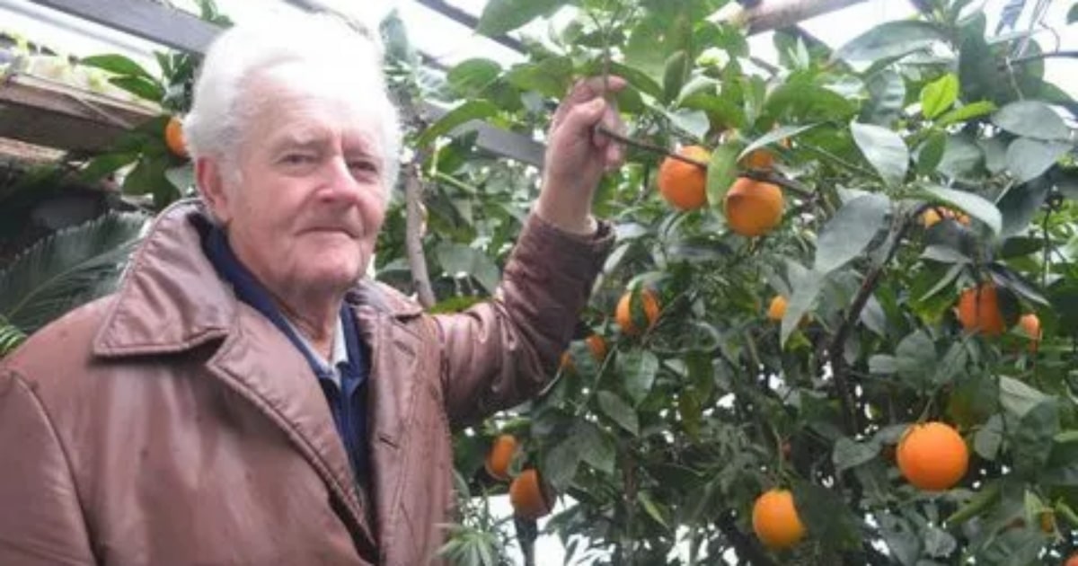 Jak si doma vypěstovat mandarinky: Nekonečná úroda na dosah