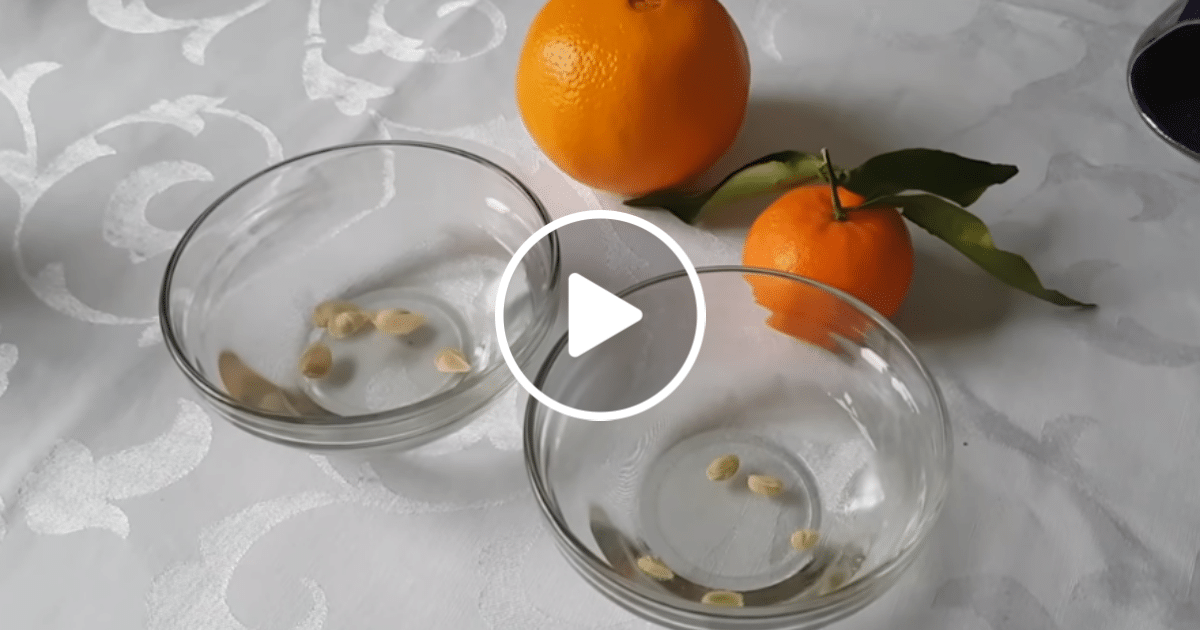 Jak si doma vypěstovat mandarinky: Nekonečná úroda na dosah