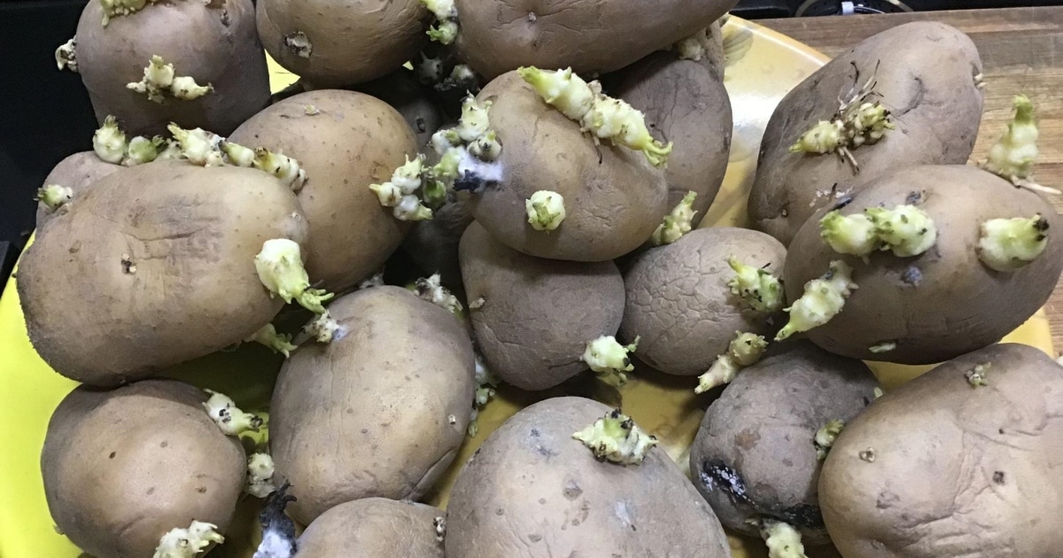 Co se změklými bramborami? 1 věc s nimi udělat nelze