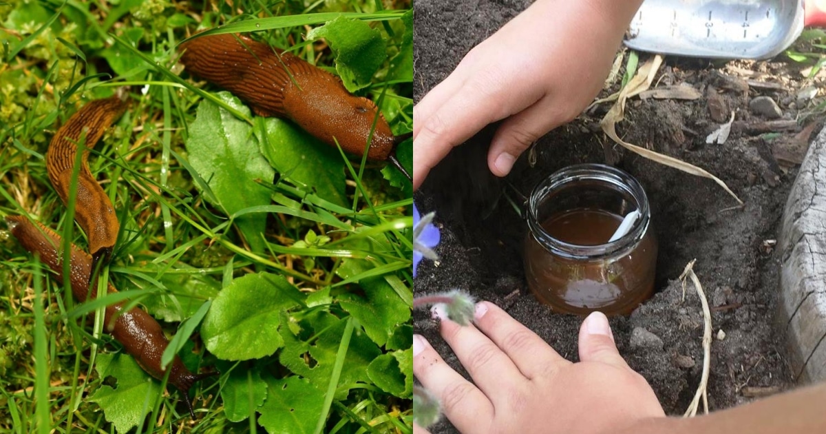 Past, které se slimáci nemají šanci vyhnout: Nic to nestojí
