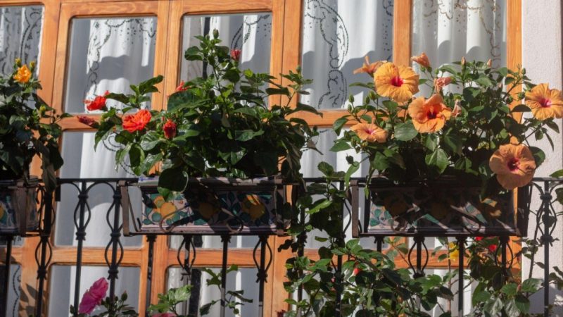 Nesmrtelné trvalky pro líné pěstitele vhodné na balkón i zahradu