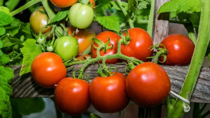 4 triky, jak dosáhnout obří úrody rajčat: Dejte vedle nich nádobu s vodou