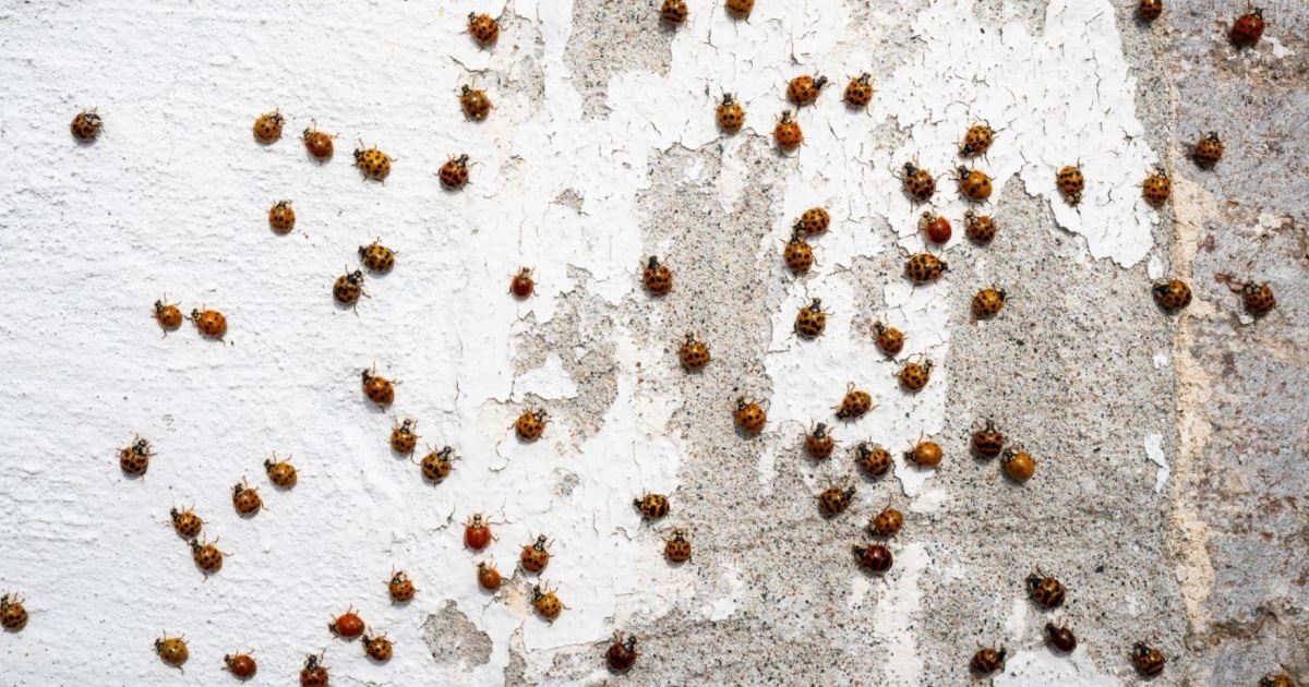 Zabraňte invazi asijských berušek. Vysaďte si na zahradě tyto rostliny