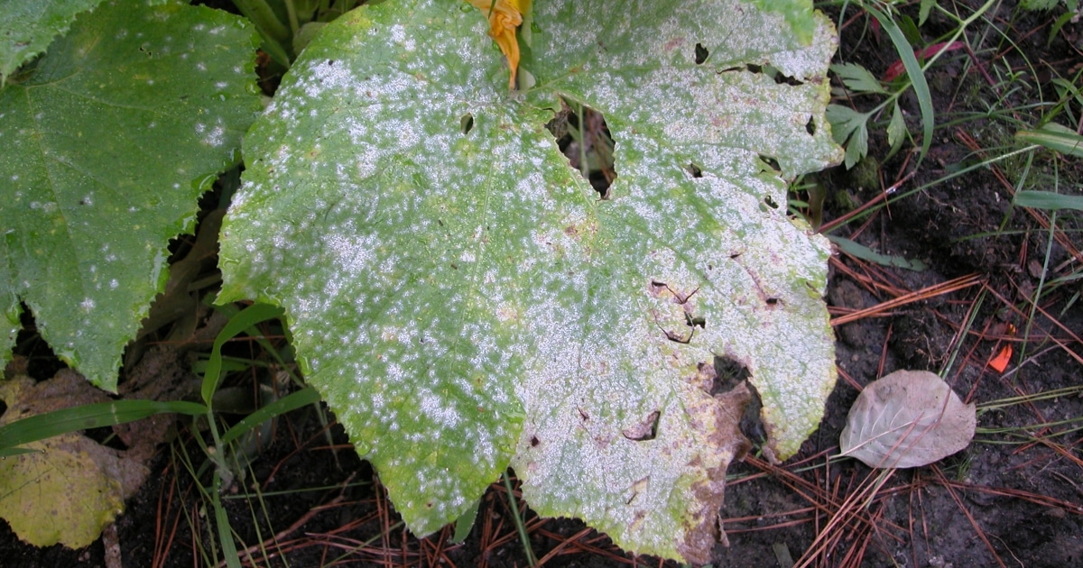 Jak se vyhnout padlí: Stačí dodržet 2 zásady a je po starostech
