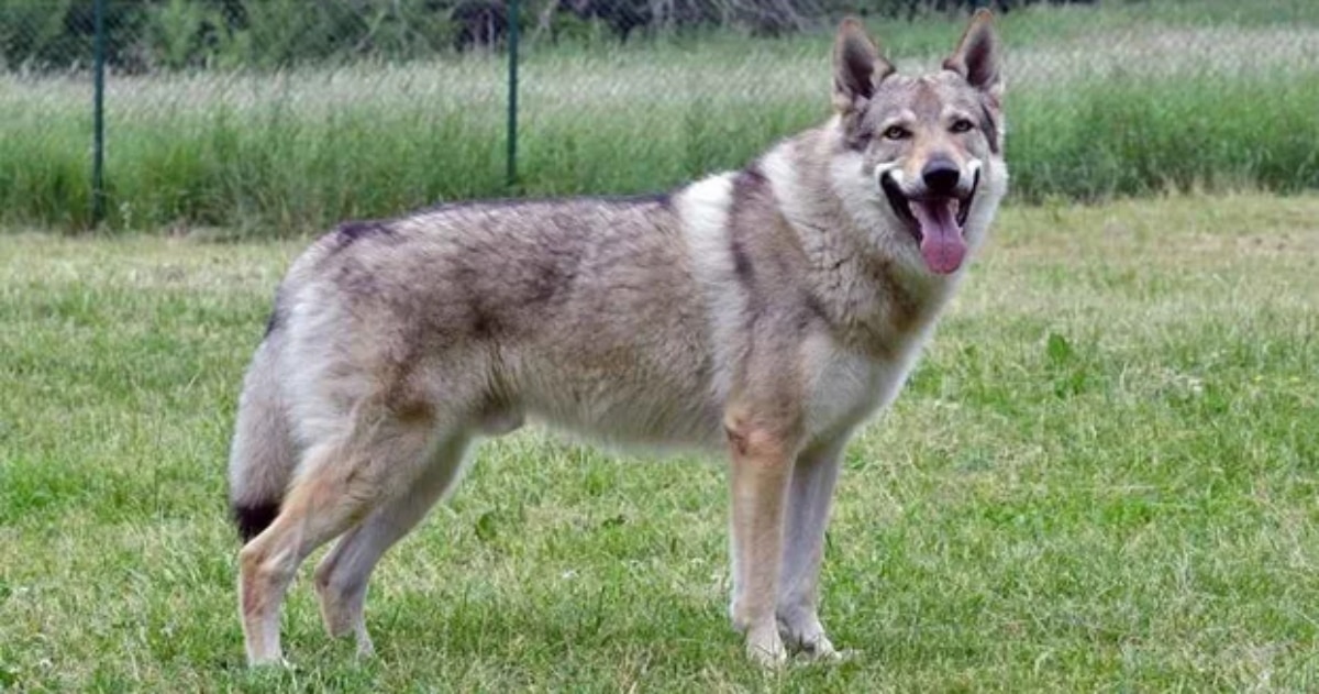 Nejdražším psím plemenem v roce 2023 je tibetská doga