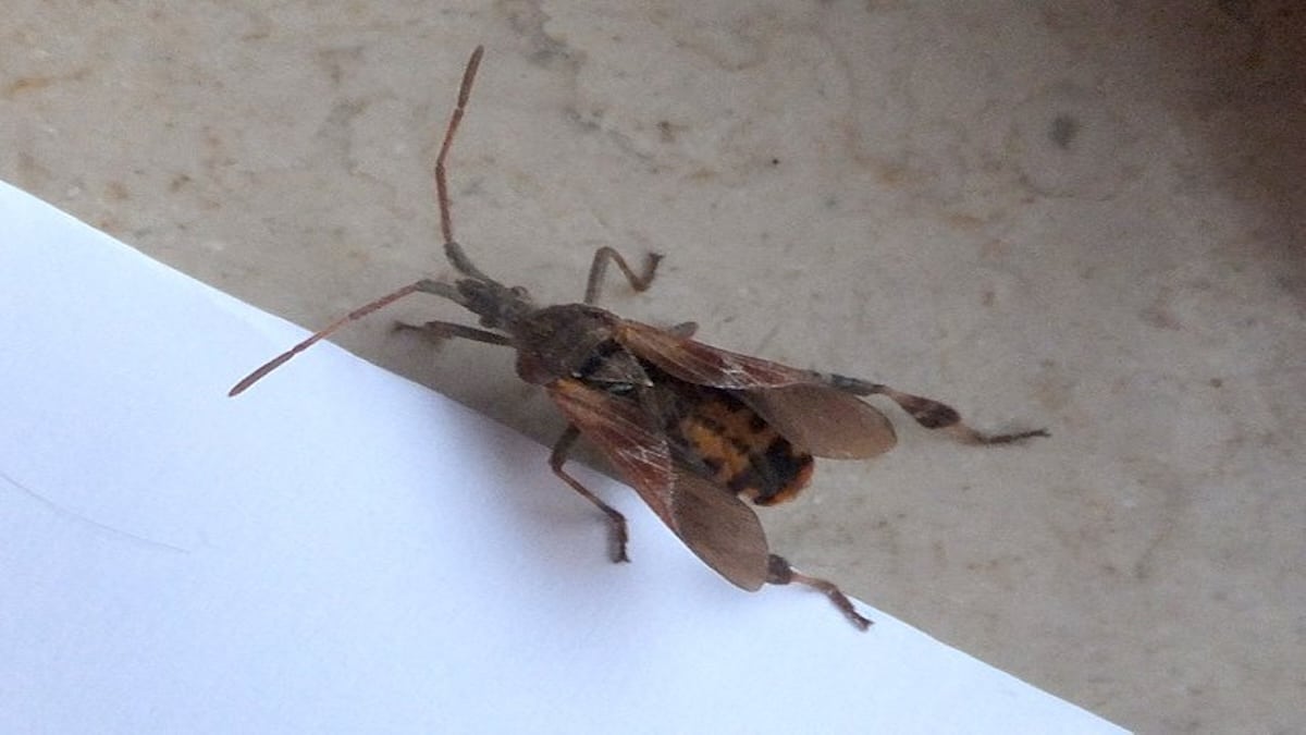 Smradlavý brouci začali útočit na české domácnosti. Jak se jich zbavit?