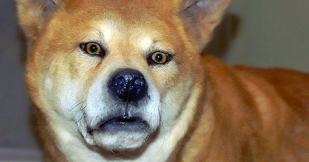 Plánujete si pořídit domácího mazlíčka? Připravte si desítky tisíc korun