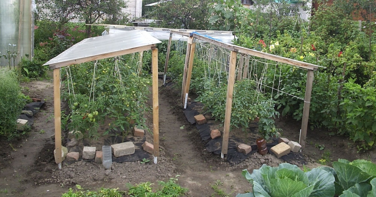 Jak ochránit rostliny v letních vedrech: Tipy zkušených zahradníků