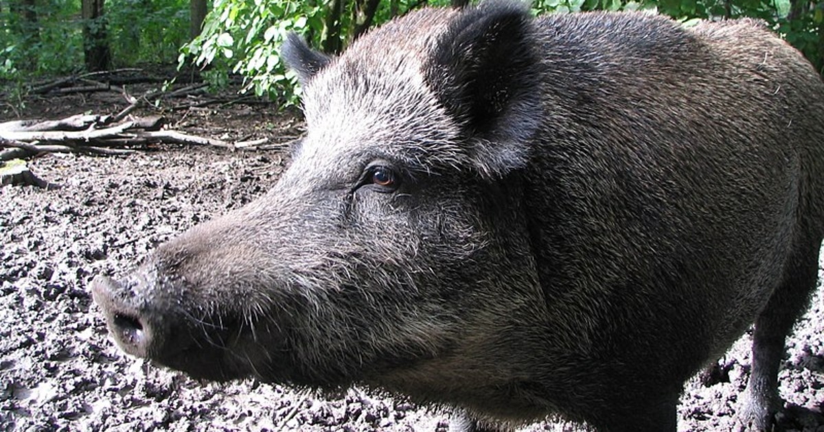 Jak se zachránit před divočákem: 3 možnosti, které si zapamatujte