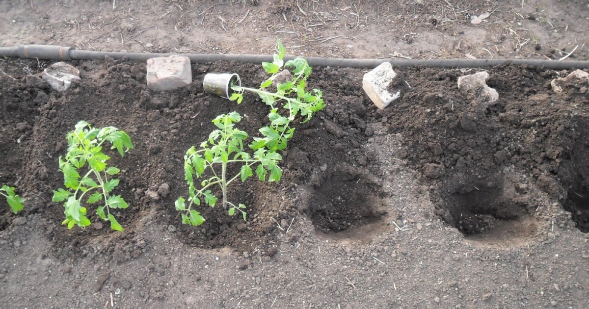 Maximalizujte úrodu rajčat. Klíčovou roli hraje hloubka zasazení