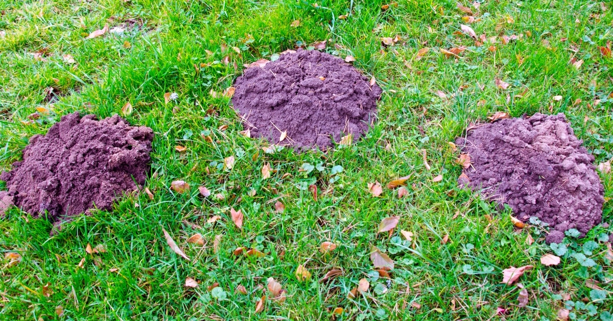 Zbavte se krtka i hryzce. Tenhle fígl ze staré školy opravdu funguje