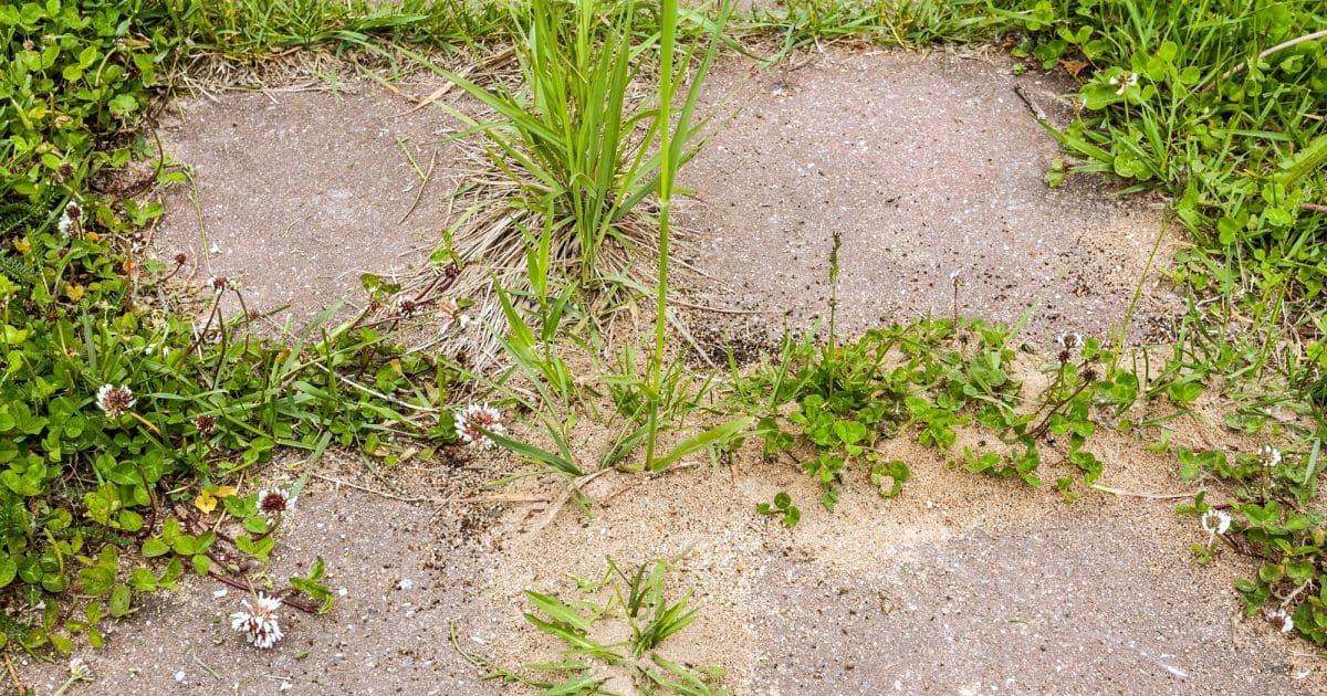 Zlikvidujte plevel bez práce. Stačí dvě věci z kuchyně a bude klid